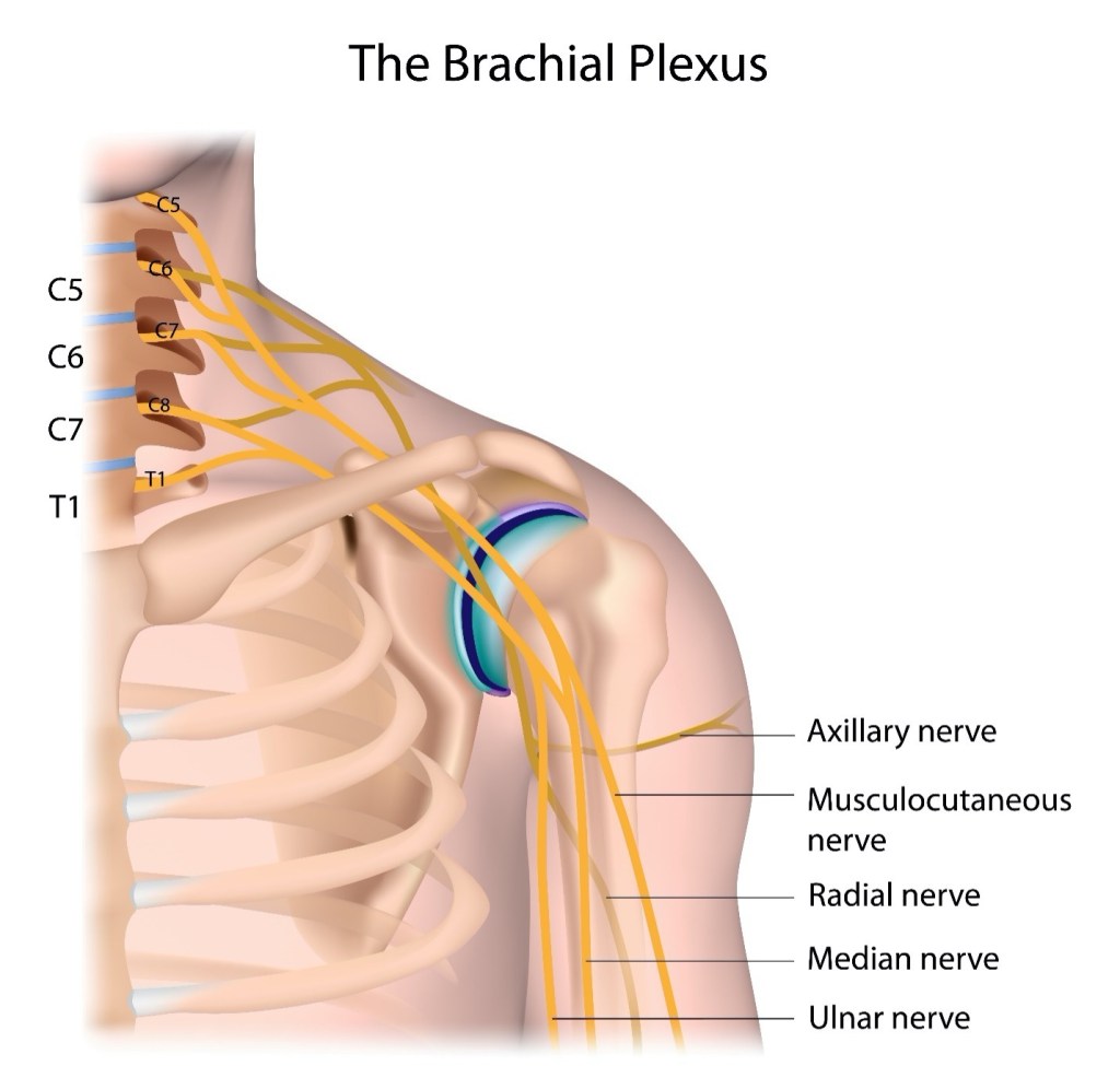 Course #013 Brachial Plexus Blocks – Summit Anesthesia Seminars